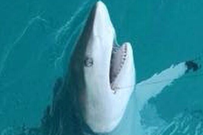 Key Wests Ultimate Inshore Shark Fishing Experience - An Overview of the Tour Experience