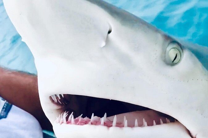 Key Wests Ultimate Inshore Shark Fishing Experience - Final Thoughts