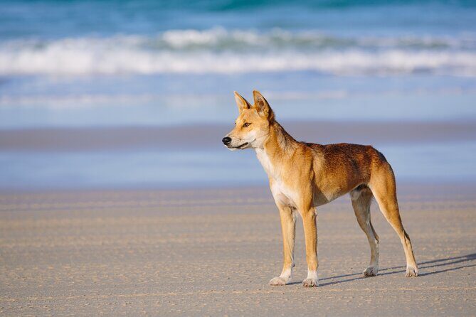 K'gari (Fraser Island) Small Group 4WD Adventure - From Noosa - Key Points