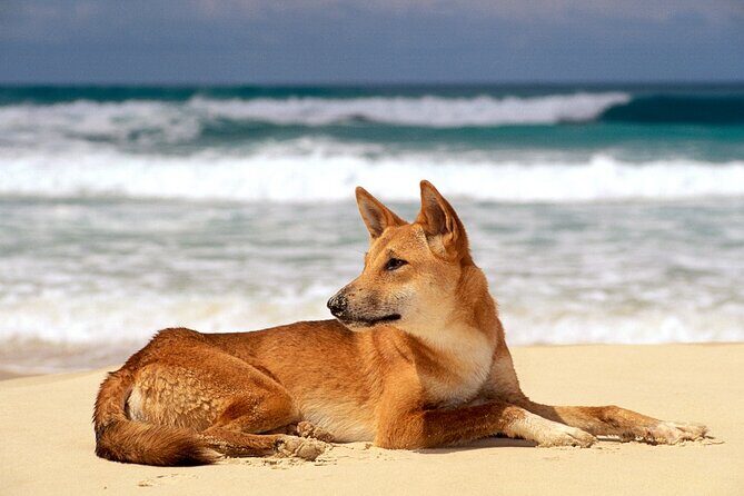 K'gari (Fraser Island) Small Group Day Tour - From Rainbow Beach - FAQs