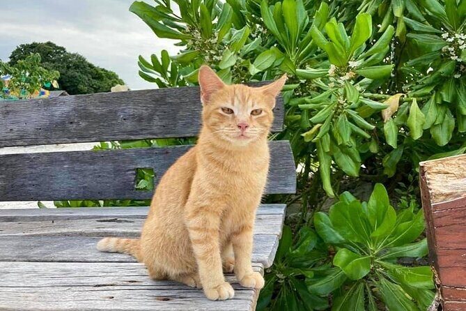 Khai Island From Phuket - Who Will Love This Tour?