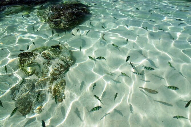 Khai Islands Speedboat Trip Half Day Tour - What’s Included and What’s Not