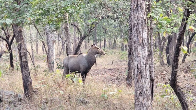 Khajuraho: 2-Night 03 days Tour with Panna National Park - Introduction: A Tour That Combines History and Wildlife