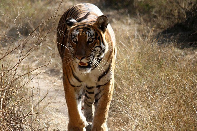 Khajuraho Erotica & Panna Exotica Wildlife - Authentic Experiences and Authenticity