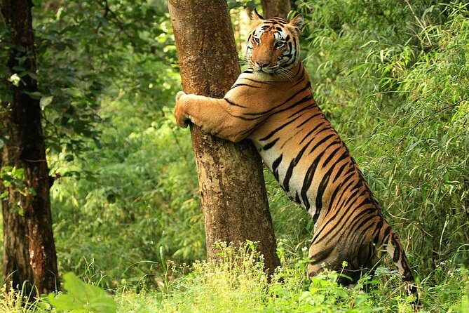 Khajuraho with Land of the Tigers - Discovering the Land of Temples and Tigers: A Review of the Khajuraho with Land of the Tigers Tour