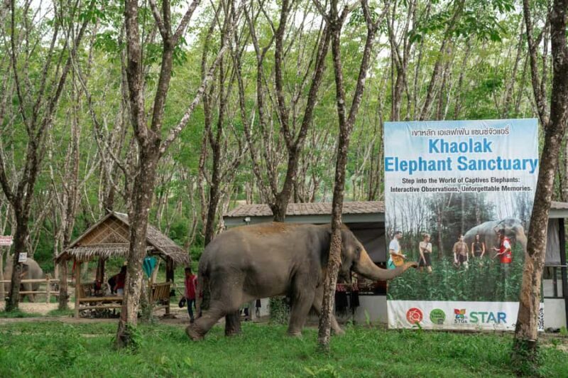 Khao Lak: 2-Hour Elephant Sanctuary Eco-Walk with Guided - Authentic Encounters and Genuine Conservation