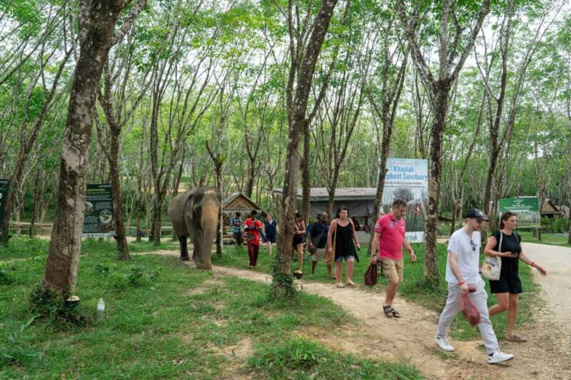 Khao Lak: 2-Hour Elephant Sanctuary Eco-Walk with Guided - Final Thoughts