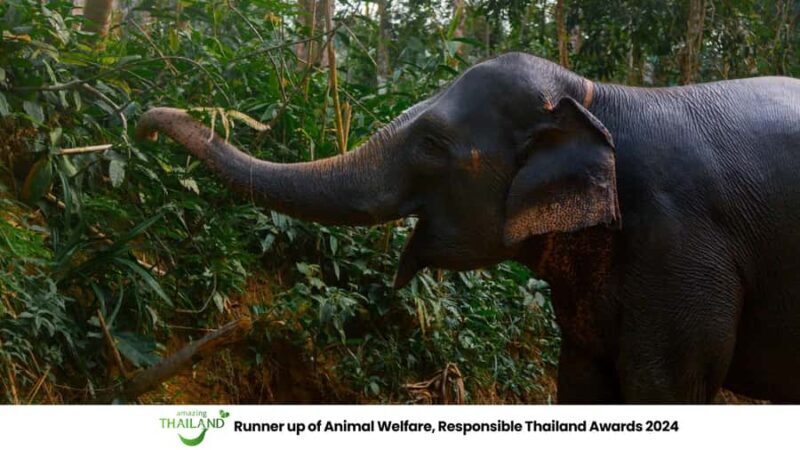 Khao Lak: All-Day Elephant Sanctuary Experience Small Groups - Key Points