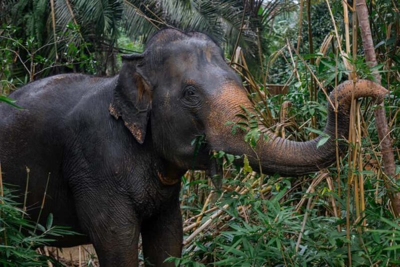 Khao Lak: All-Day Elephant Sanctuary Experience Small Groups - Final Words