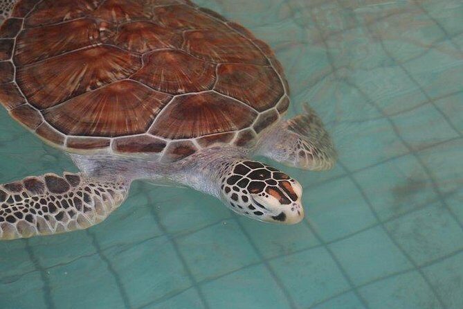 Khao Lak: Bamboo Rafting & Sea Turtle Conservation Center - Transport, Pricing, and Practicalities