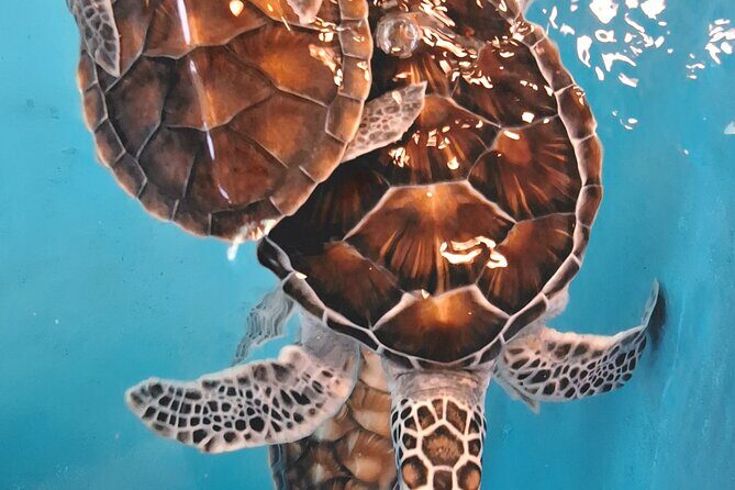 Khao Lak Bamboo Rafting Turtle Conservation and Tha Sai Temple - Who Should Consider This Tour?