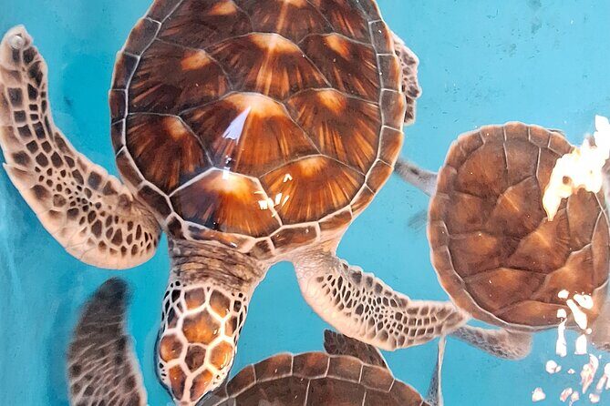 Khao Lak Bamboo Rafting Turtle Conservation and Tha Sai Temple - Final Thoughts: Is It Worth It?