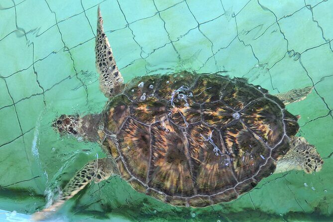 Khao Lak Bamboo Rafting Turtle Conservation and Tha Sai Temple - FAQs