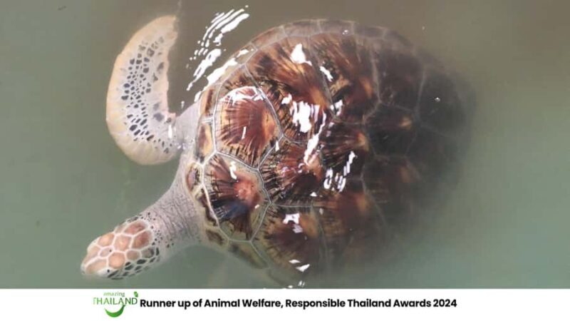 Khao Lak Eco-Safari: Elephants, Tsunami Museum, and Turtles - Key Points