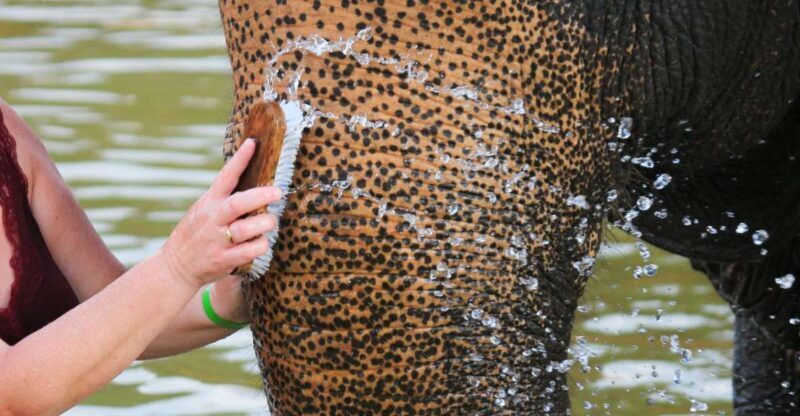 Khao Lak: Elephant Bathing and Turtle Center Visit - The Elephant Sanctuary: What to Expect