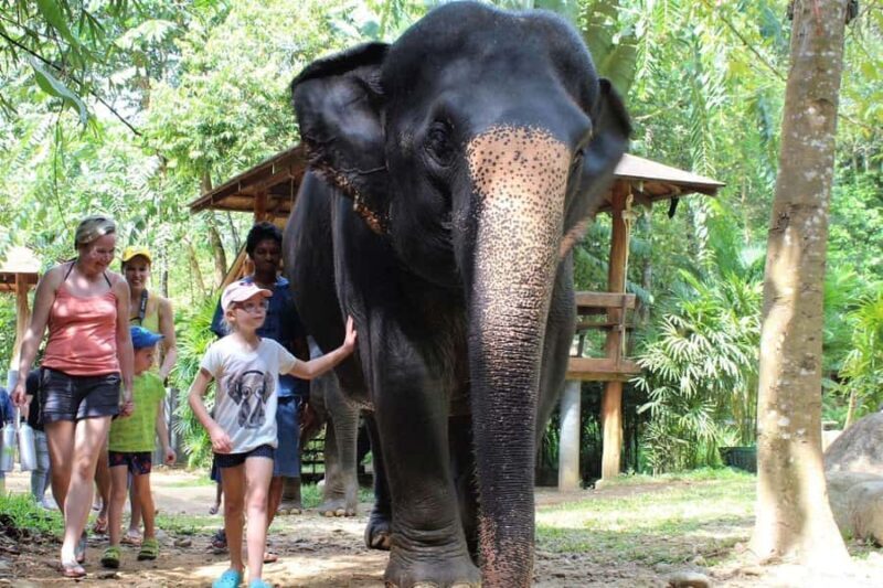 Khao Lak: Elephant Care Experience with Jungle Walk & Lunch - An In-Depth Look at the Elephant Care Experience