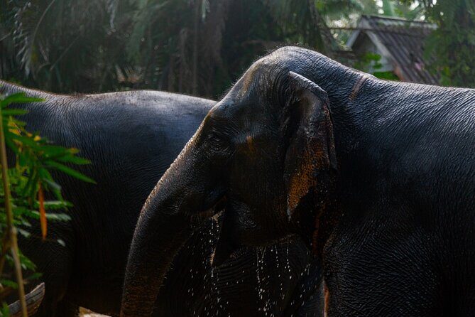 Khao Lak Elephant Sanctuary Full Day Small Group Tour - Key Points