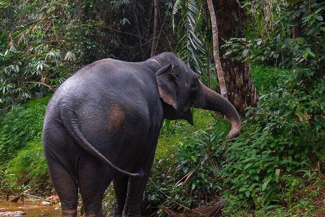 Khao Lak Elephant Sanctuary Full Day Small Group Tour - The Practical Details
