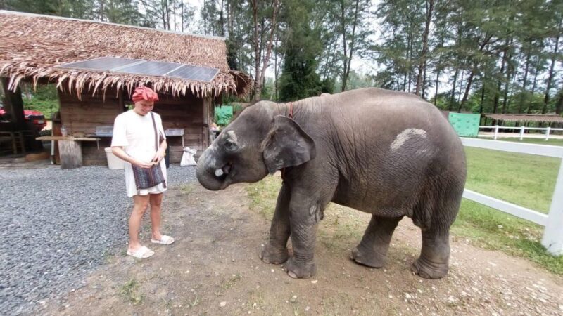 Khao Lak: Elephant Sanctuary Guided Tour - Why Travelers Love It: From the Reviews