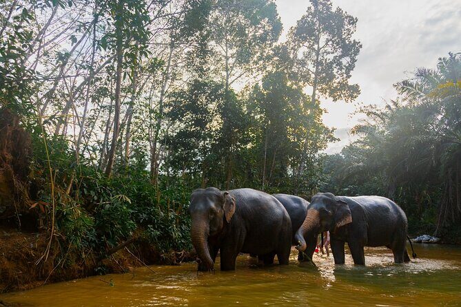 Khao Lak Elephant Sanctuary Tour with Waterfall and Lunch - Key Points