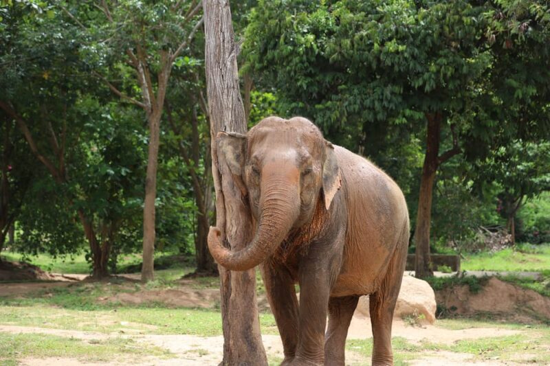 Khao Lak: Ethical Elephant Sanctuary Overnight Adventure - Who Should Consider This Tour?
