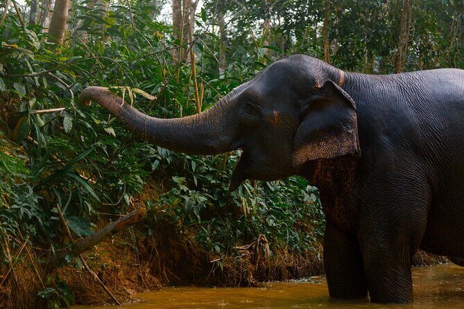 Khao Lak Ethical Elephant Sanctuary Small Group Tour - Key Points