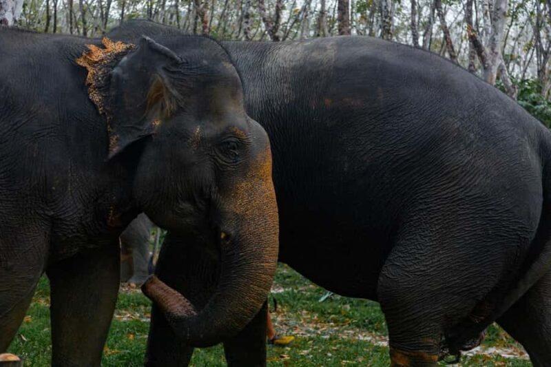 Khao Lak: Ethical Overnight Elephant Sanctuary Experience - Who Will Love This Experience?