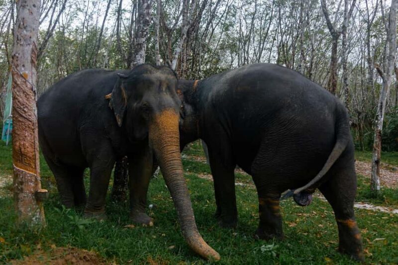 Khao Lak: Ethical Overnight Elephant Sanctuary Experience - Final Thoughts