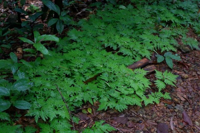 Khao Lak: Full-Day Khao Sok Jungle Walk and Canoeing Tour - Key Points