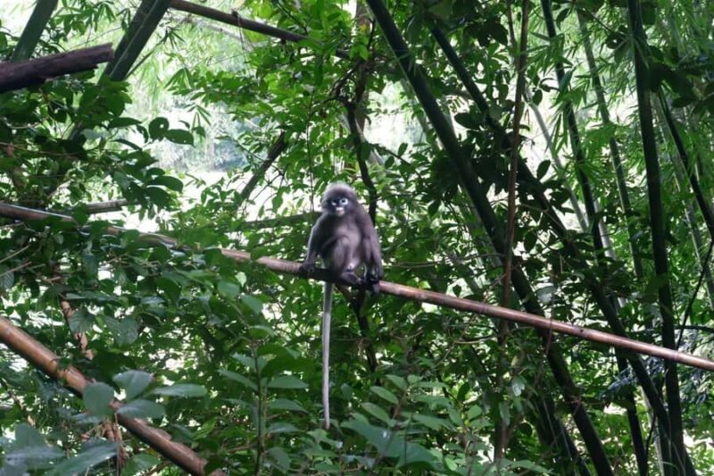 Khao Lak: Full-Day Khao Sok Jungle Walk and Canoeing Tour - Practical Considerations