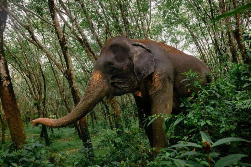 Khao Lak Guided Nature Walk & Elephant Experience - Key Points