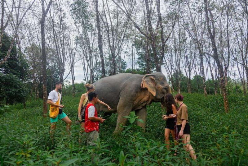 Khao Lak Guided Nature Walk & Elephant Experience - Who Will Love This Tour?