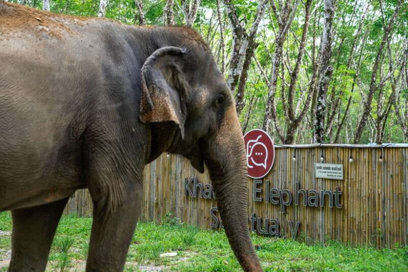 Khao Lak Guided Nature Walk & Elephant Experience - The Practicalities