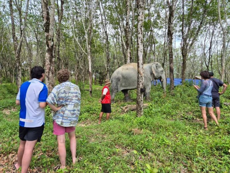 Khao Lak: Highlights with Temple, Turtles & Elephants Tours - Who Will Love This Tour?