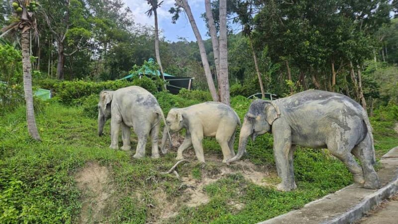 Khao Lak: Highlights with Temple, Turtles & Elephants Tours - The Sum Up