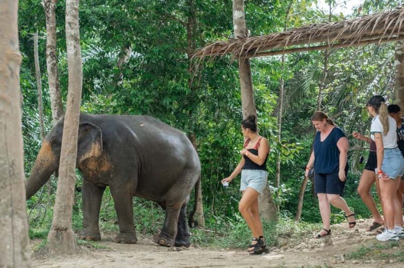 Khao Lak: Highlights with Temple, Turtles & Elephants Tours - FAQ