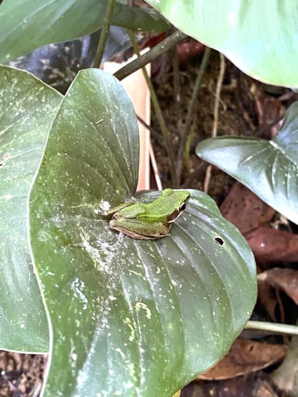 Khao Lak/Khao Sok : Khao Sok Trekking, Rafting, Lunch - Who This Tour Is Best For