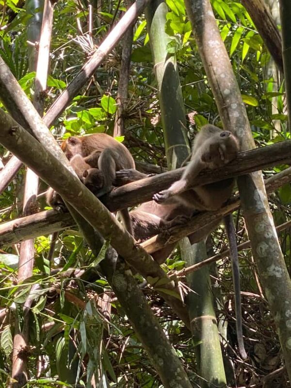 Khao Lak/Khao Sok : Khao Sok Trekking, Rafting, Lunch - Final Thoughts