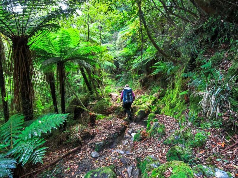 Khao Lak: Private Khao Sok Jungle Safari with Bamboo Rafting - Key Points