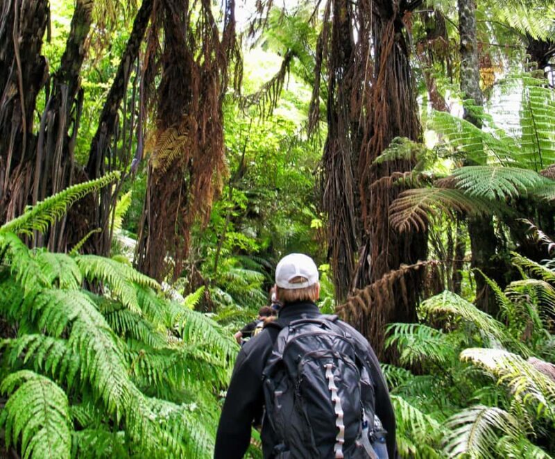 Khao Lak: Private Khao Sok Jungle Safari with Bamboo Rafting - Practical Details and What to Know