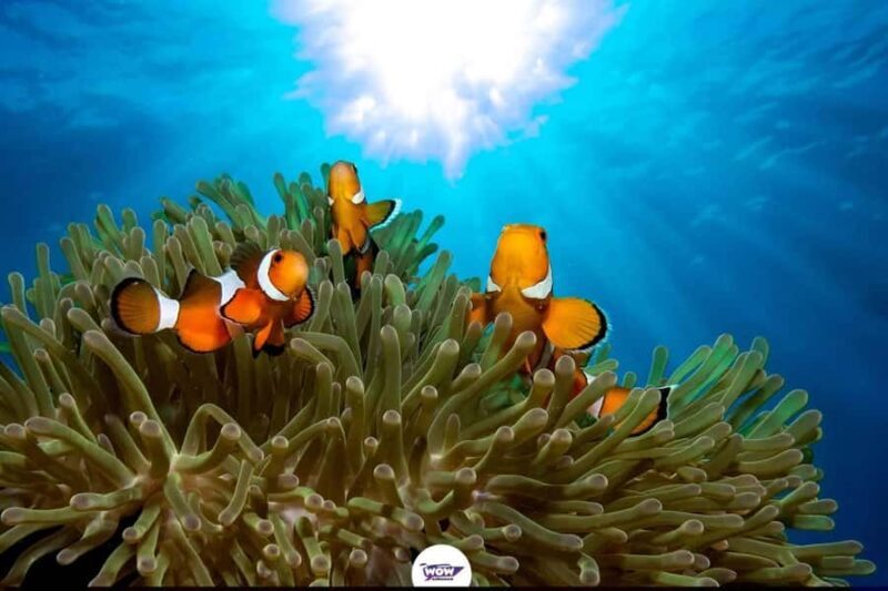 Khao Lak : Similan Islands & Sail Rock Viewpoint - In The Sum Up