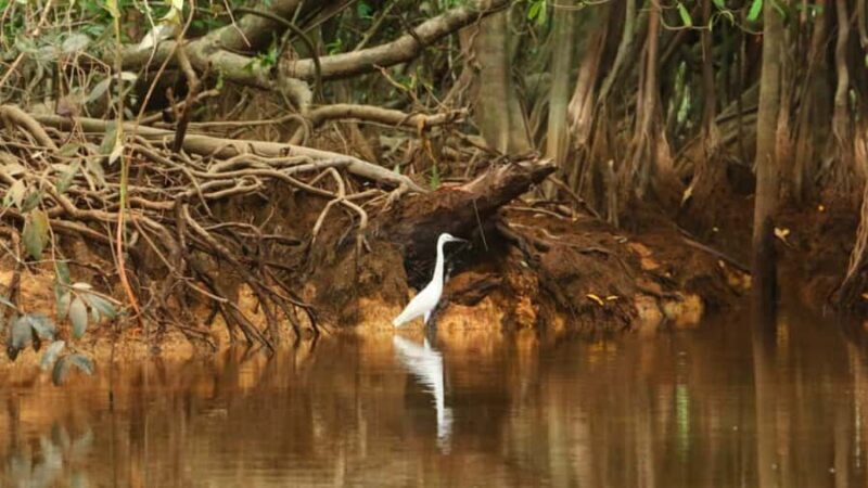 Khao Lak: Sri Phang Nga National Park and Takuapa Tour - The Coffee Stop and Hot Springs