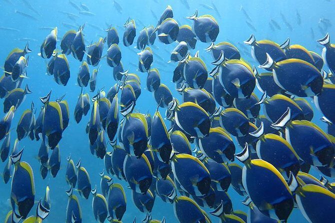 Khao Lak to Similan Islands Snorkeling Tour - Frequently Asked Questions