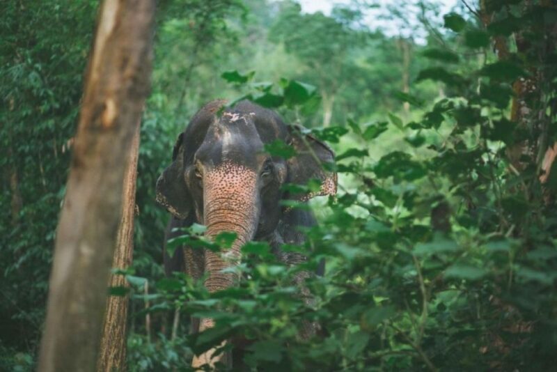 Khao Lak: Unique Dawn Ethical Elephant Sanctuary Experience - FAQ