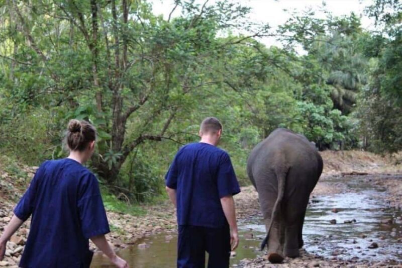 Khao Lak: Unique Dusk Ethical Elephant Sanctuary Experience - Authentic Reviews: What Visitors Say