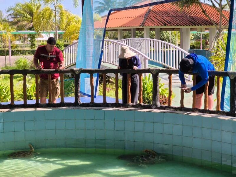 Khao Lak: Waterfall,Sea Turtle,Elephant Care,Meal & Transfer - Who Will Love This Tour