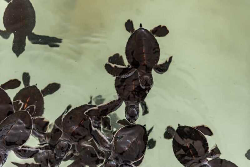 Khao Lak: Waterfall,Sea Turtle,Elephant Care,Meal & Transfer - What the Reviews Say