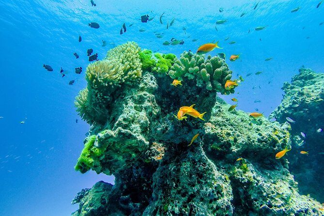 Khao Lak: Wow Andaman Snorkeling Trip to Similan Islands - The Sum Up