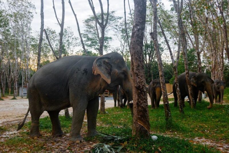 Khao Laks Best: Elephant Sanctuary,Rubber Tapping&Waterfall - The Sum Up