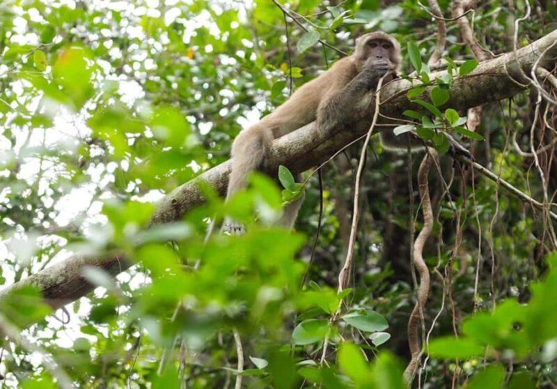 Khao Lak's Little Amazon: Canoe, Trek & Waterfall Day Trip - Final Thoughts